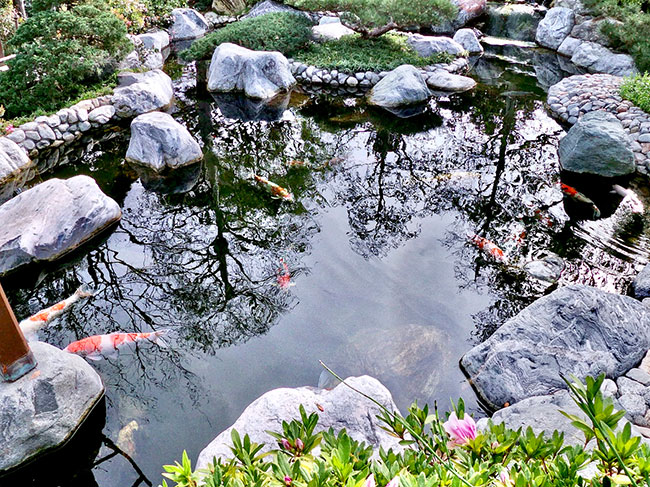 Tips for Koi Pond Design | Florida Water Gardens by FWG Design LLC